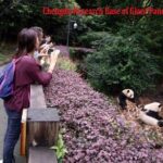 Half Day Private Tour: Chengdu Research Base of Giant Panda Breeding - Practical Considerations and Tips