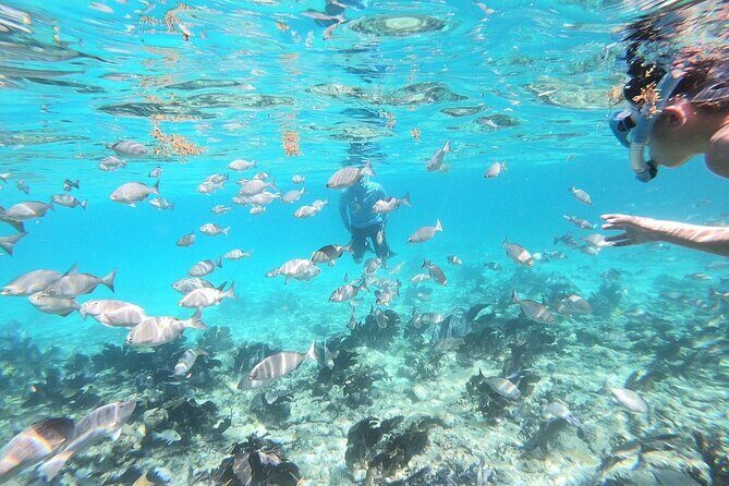 Half Day Private Tour to Islamorada Alligator Reef and Sandbar - The Boat & Guide: Comfort & Knowledge