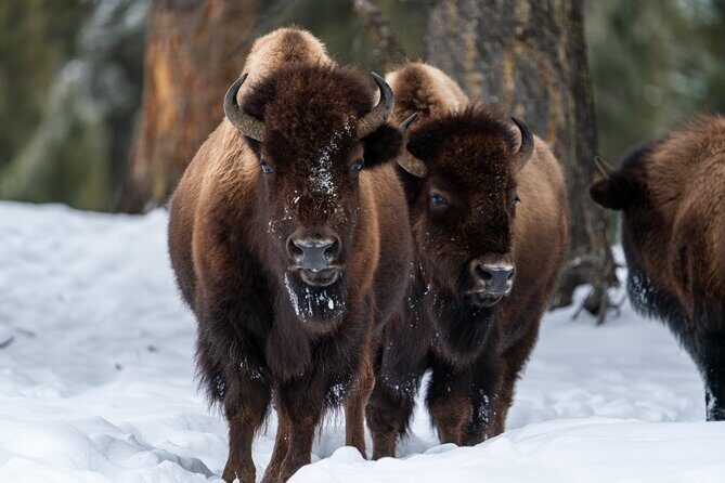 Half Day Private Wildlife Photography Tour in Yellowstone - Who Will Love This Tour?