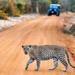 Half Day Safari at Yala National Park From Hambantota - FAQ