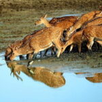 Half Day Safari at Yala National Park From Kataragama - Who Would Enjoy This Tour?