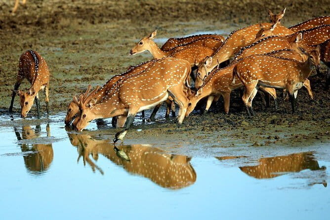 Half Day Safari at Yala National Park From Kataragama - Who Would Enjoy This Tour?