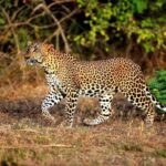 Half Day Safari at Yala National Park From Yala / Tissamaharama - The Practical Details: Value and Logistics