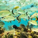 Half-Day Scuba Diving in Playa del Carmen for Small-Group - Authentic Marine Encounters and Honest Reviews