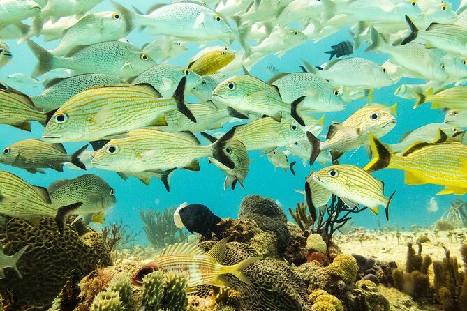 Half-Day Scuba Diving in Playa del Carmen for Small-Group - Authentic Marine Encounters and Honest Reviews