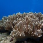 Half-Day Snorkeling trip in Nha Trang with Vietnam Active - A Closer Look at the Itinerary