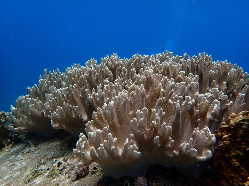 Half-Day Snorkeling trip in Nha Trang with Vietnam Active - A Closer Look at the Itinerary