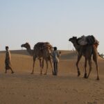Half-Day Sunset Desert Safari - The Camel Ride: A Classic Rajasthan Moment