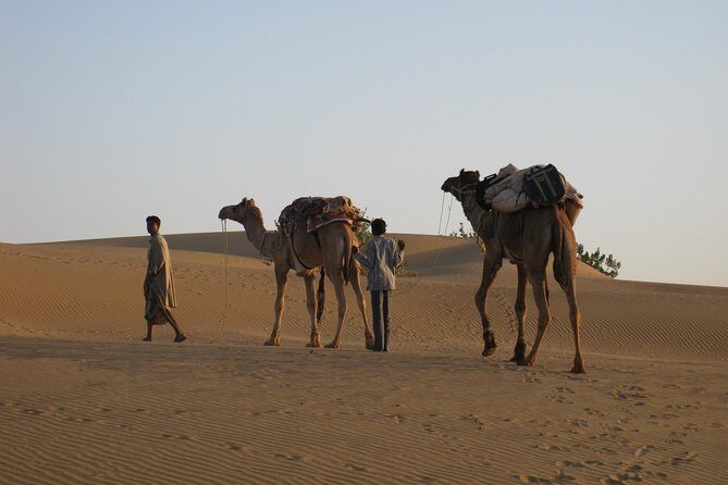 Half-Day Sunset Desert Safari - The Camel Ride: A Classic Rajasthan Moment