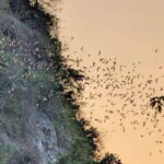 Half-day swing bridge, bamboo train, batcave & Killing cave - The Practicalities: Whats Included & Whats Not