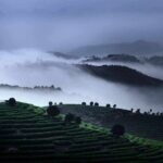 Half-day Tour: Largest Tea Plantation & Amazing Xianggong Hill - Who Will Love This Tour?