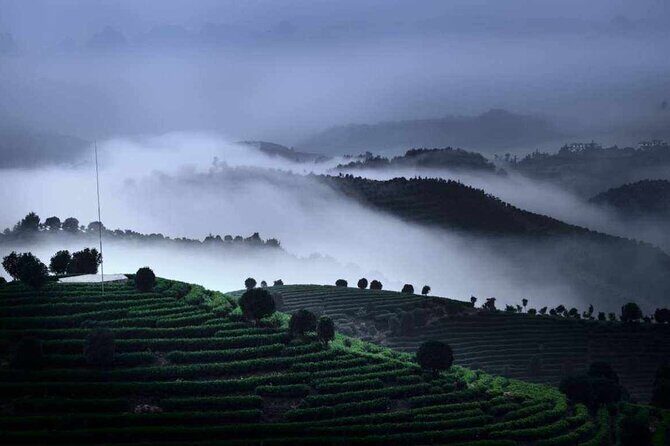 Half-day Tour: Largest Tea Plantation & Amazing Xianggong Hill - Who Will Love This Tour?