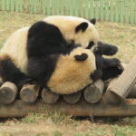 Half Day Tour to Xi'an Wild Panda Breeding and Protecting Center - Practical Details and What You’ll Get