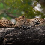 Half Day trip in Yala National Park - The Itinerary