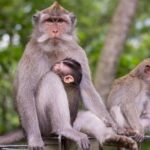 Half Day Ubud Tour: Ubud Unique Spots - What We Appreciated Most