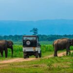Half Day Udawalawe Safari (Entrance + Lunch) - A Closer Look at the Itinerary
