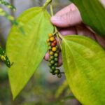 Half Day Village Houseboat Tour (from Cruise terminal in Kochi) - Detailed Breakdown of the Itinerary