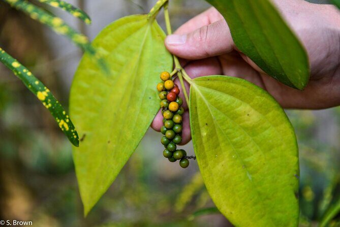 Half Day Village Houseboat Tour (from Cruise terminal in Kochi) - Detailed Breakdown of the Itinerary