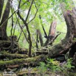 Half Day Walking Tour in Yakusugi Land - Who Should Book This Tour?