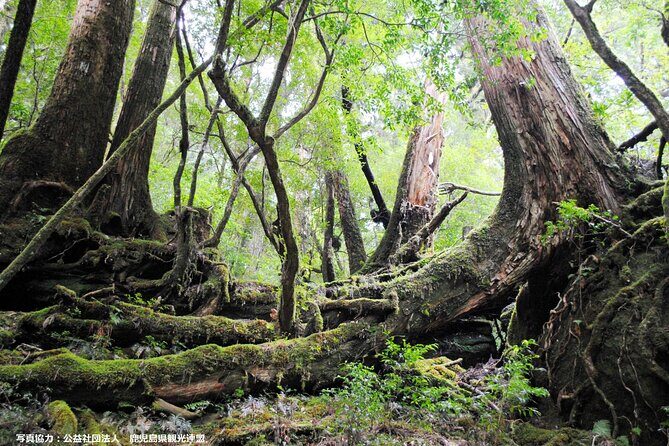 Half Day Walking Tour in Yakusugi Land - Who Should Book This Tour?
