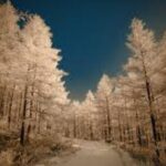 Half Day Winter Ski Adventure in Sapporo - Practical Tips for Future Visitors