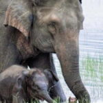 HalfDay Jeep Safari in Minneriya National Park - The Sum Up