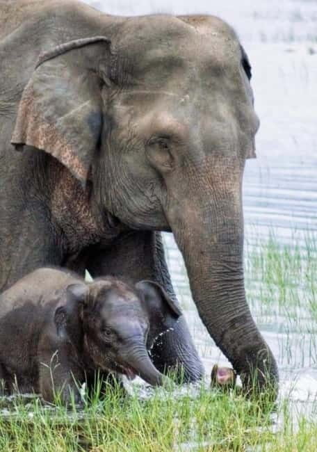 HalfDay Jeep Safari in Minneriya National Park - The Sum Up