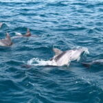 Hamo Yacht Cruise Dolphin Tour Ticket in Jeju - Who Will Love This Tour?
