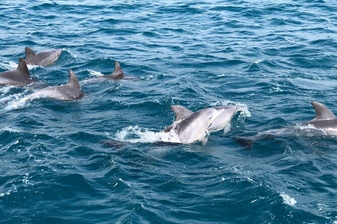 Hamo Yacht Cruise Dolphin Tour Ticket in Jeju - Who Will Love This Tour?