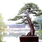 Hangzhou City Tour With Alibaba Visiting From Shanghai by Bullet Train - Guo’s Garden: A Tranquil Retreat