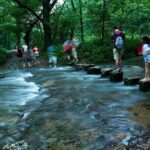 Hangzhou Jiuxi and Tea Village Hiking Trip from Shanghai By Train - What Makes This Tour Stand Out?