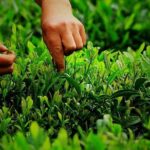 Hangzhou Longjing Tea Culture Immersive Experience Tour - Participating in a Traditional Tea Ceremony