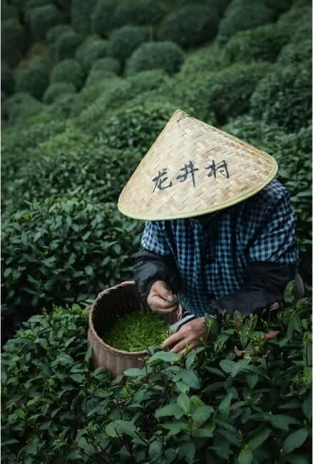 Hangzhou: Longjing Village Tea Picking and Tasting Tour - What Sets This Tour Apart