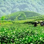 Hangzhou Private Customized Day Tour from Wuxi by Bullet Train - What Travelers Are Saying and Why It Matters