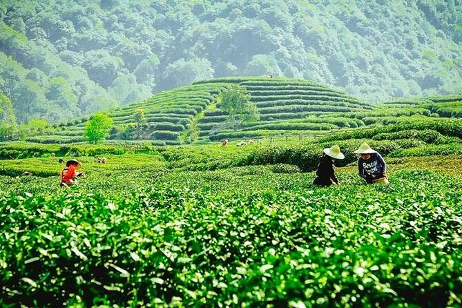 Hangzhou Private Customized Day Tour from Wuxi by Bullet Train - What Travelers Are Saying and Why It Matters