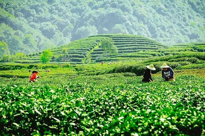 Hangzhou Private Day Tour from Huangshan by Bullet Train with Drop-off Option - A Step-by-Step Breakdown of the Itinerary