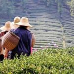 Hangzhou Private Flexible Day Tour with West Lake Boat Cruise - Analyzing the Value