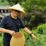 Hangzhou West Lake and Tea Plantation Half Day Tour - The Longjing Tea Fields: An Authentic Sip of Hangzhou