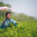 Hangzhou Westlake Highlights & Tea Path Hiking Tour from Shanghai by Train - Introduction: A Fresh Take on Hangzhou’s Natural Charm