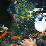 Hani Health Spa - Vietnamese Relaxing Massage 60 minutes - Why This Spa is Worth It