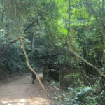 Hanoi Eco Tour: Ba Vi National Park Wonders & Tea Plantation - Savoring a View and a Sacred Temple in the Clouds