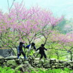 Hanoi: Ha Giang Loop Tour 3 Days 2 Nights with easy rider - A Detailed Breakdown of the 3-Day Ha Giang Loop Experience