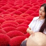 Hanoi: Incense Village, Hat, Lacquer Tour & City Highlights - Practical Considerations and Value Analysis