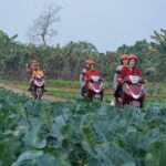 Hanoi Motorbike Tours Led By Women: Hanoi Countryside Motorbike Tours - Exploring the Co Loa Citadel and Rice Paddies
