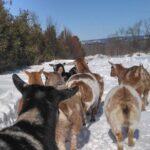 Haute Goat Shmurgle in Ontario - The Experience in Detail: What to Expect