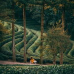 Heritage Tour: Tea Estates & Himalayan Culture of Palampur - What Makes This Tour Stand Out