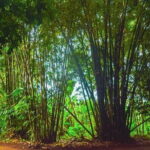 Highlight of Bali Tour - What to Expect from the Tour