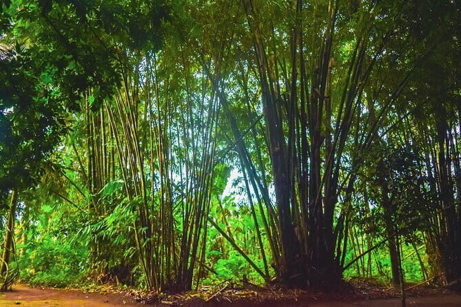 Highlight of Bali Tour - What to Expect from the Tour