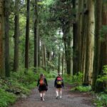 Hike Japan Heritage Hakone Hachiri (Half Day) - Authentic Experiences and What Travelers Say