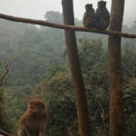 Hike the monkey hill - Who Should Consider This Tour?